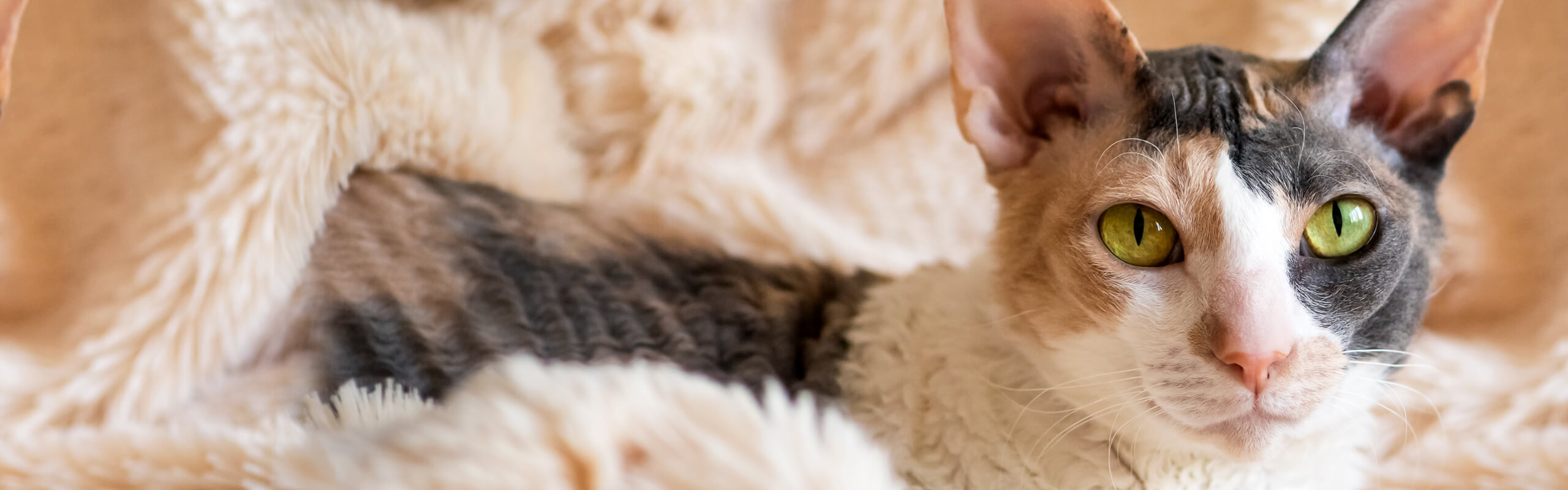 Cornish rex | Cat’s Best